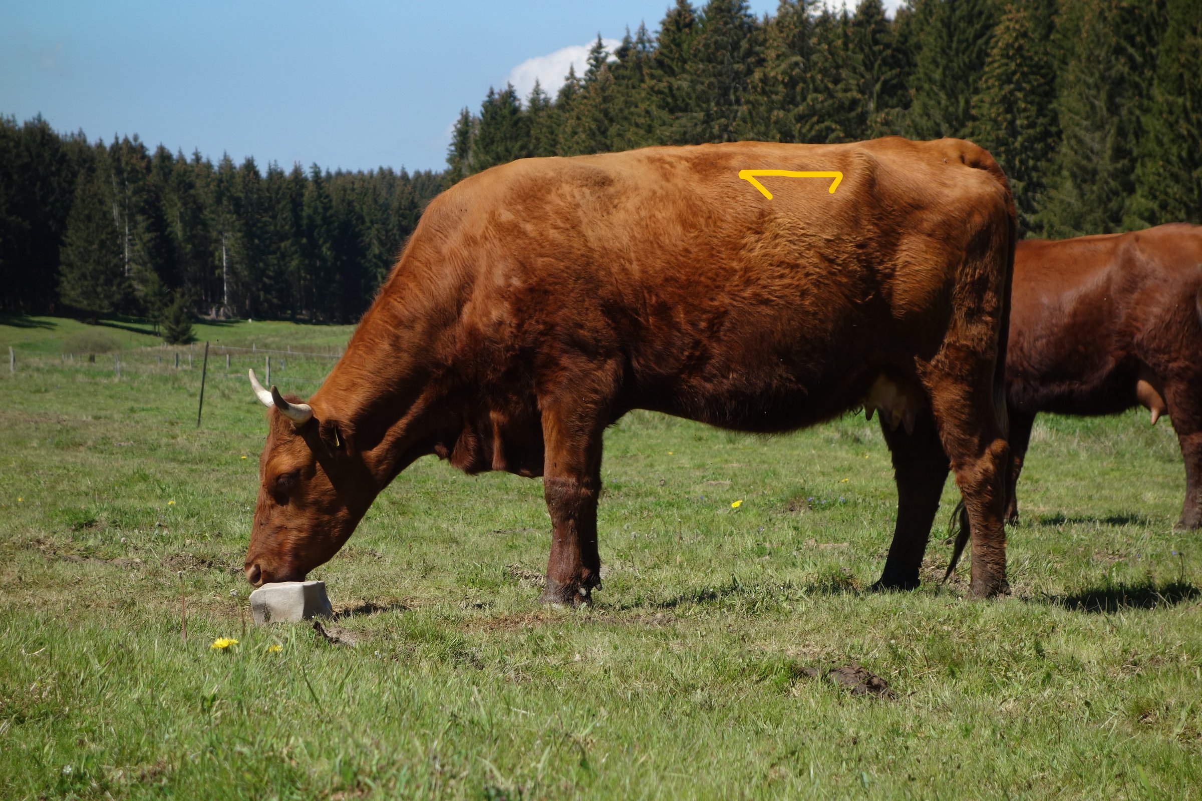 Witterungsschutz - Fokus Tierwohl
